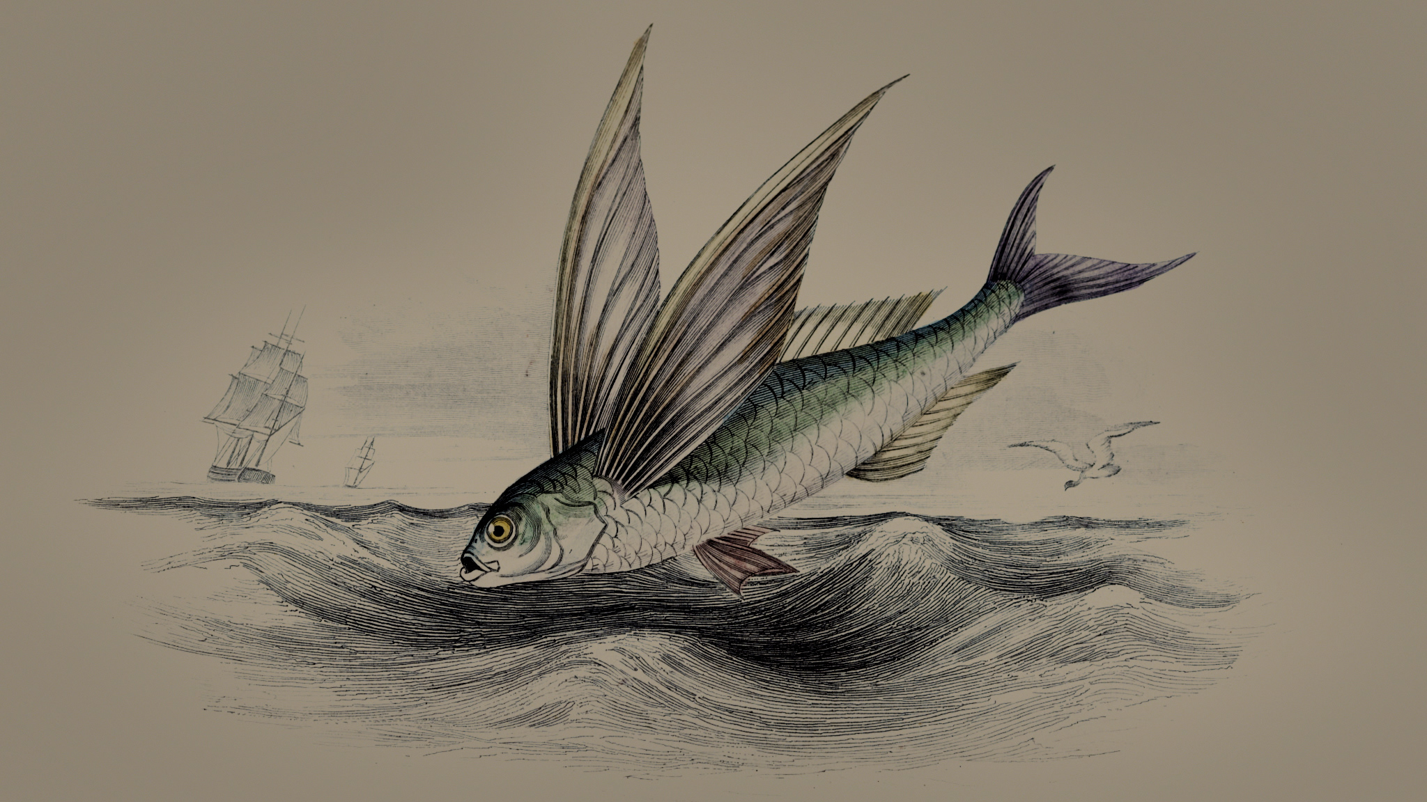 Pez volador / Una terapia de mierda / La mecánica de los fluidos ...